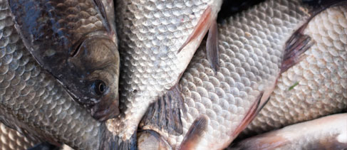 ANL | Reefer Containers & Technology