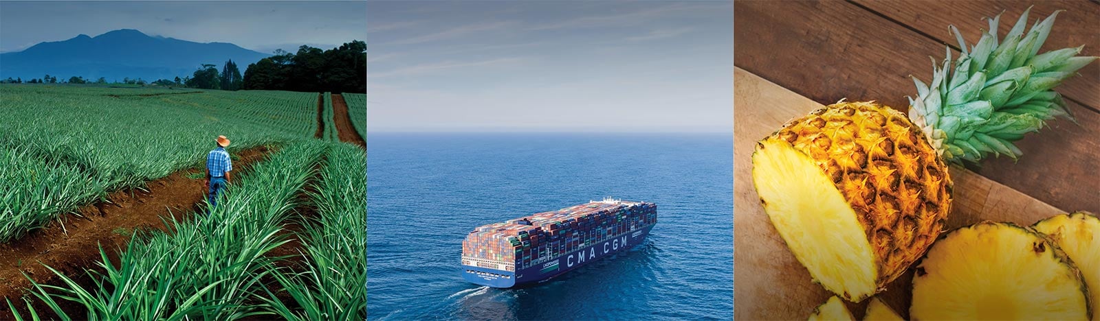 CMA CGM | CMA CGM Reefer Container Shipping Solutions